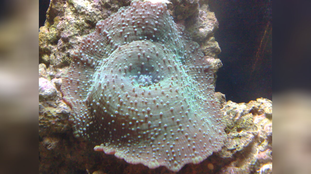 Discosoma sp. 24 Mushroom