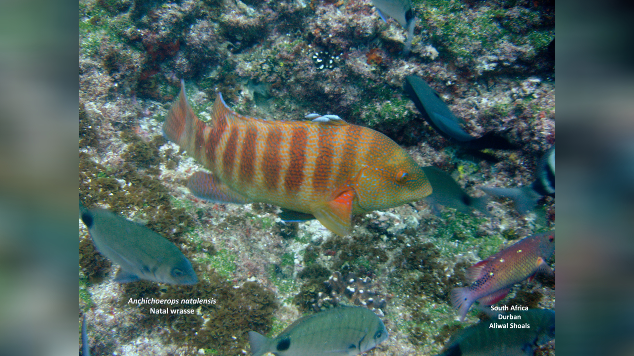 Anchichoerops natalensis Natal wrasse