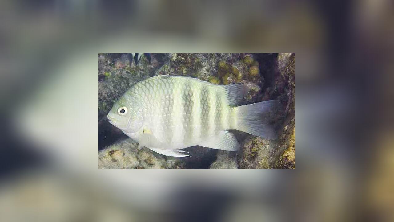 Abudefduf septemfasciatus Banded sergeant