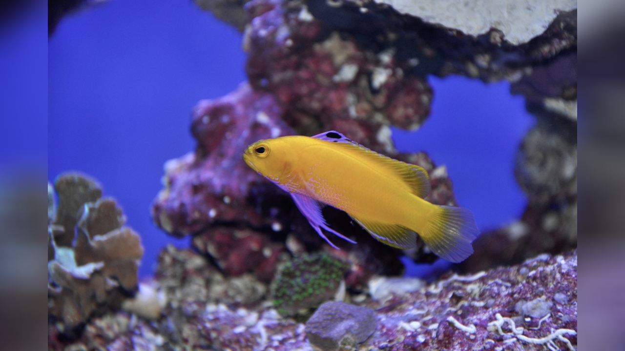 Gramma dejongi Gramma Dejongi, Golden fairy basslet , Cuban Gramma
