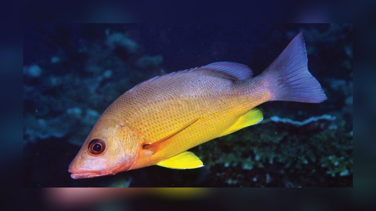 Lutjanus papuensis Papuan snapper