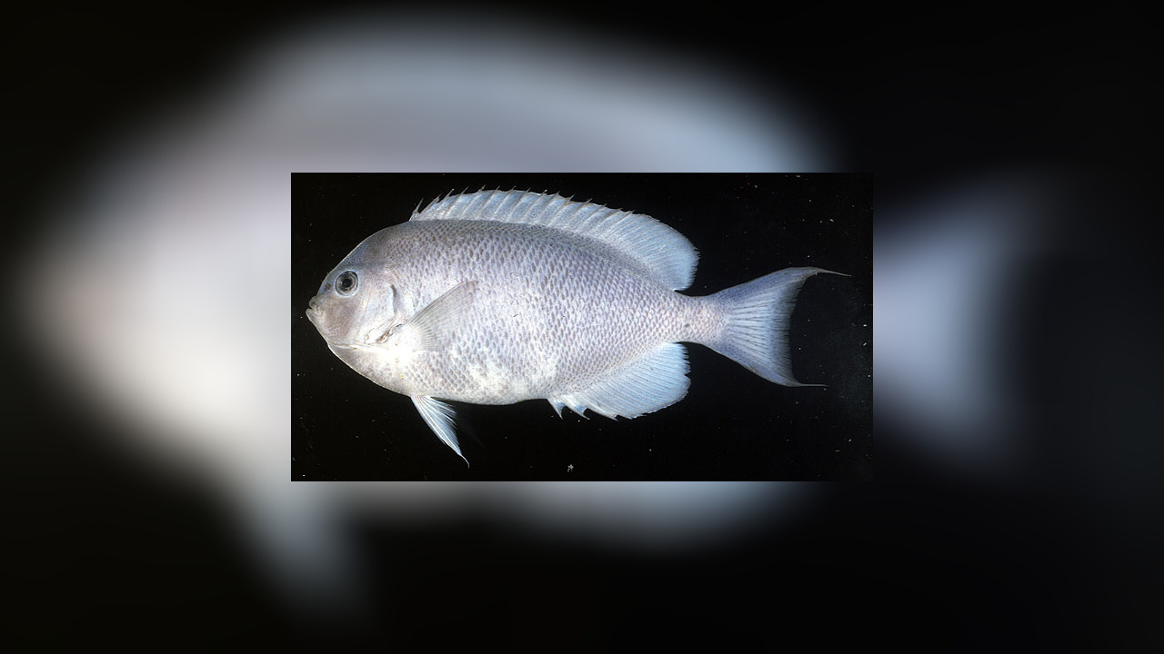 Genicanthus spinus Pitcairn-Lyrakaiserfisch