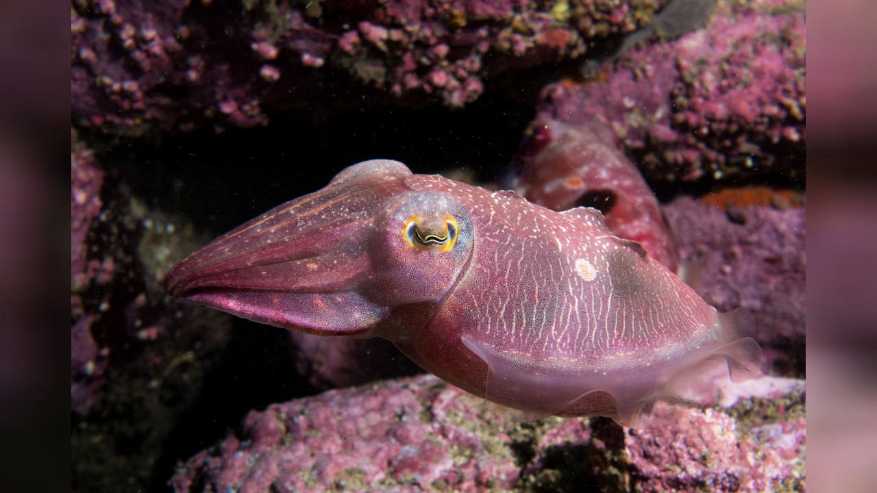Sepia mestus Zwerg-Sepie