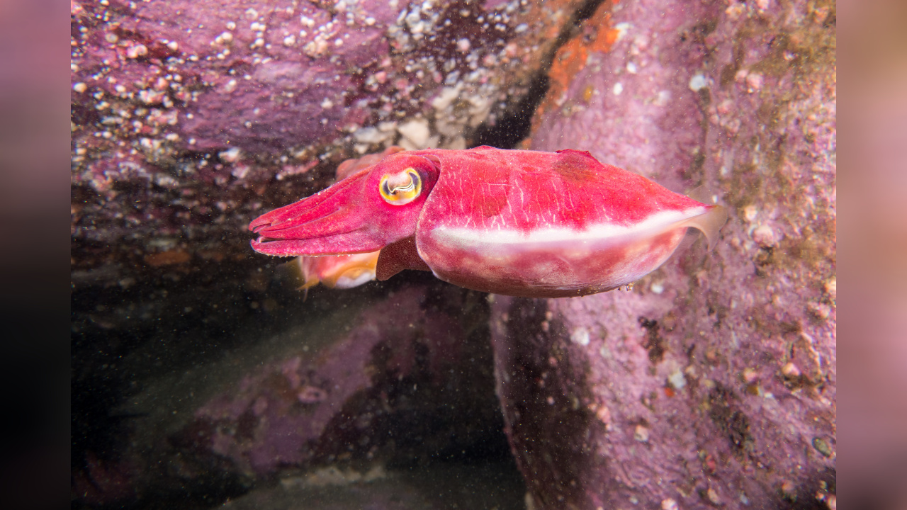 Sepia mestus Zwerg-Sepie
