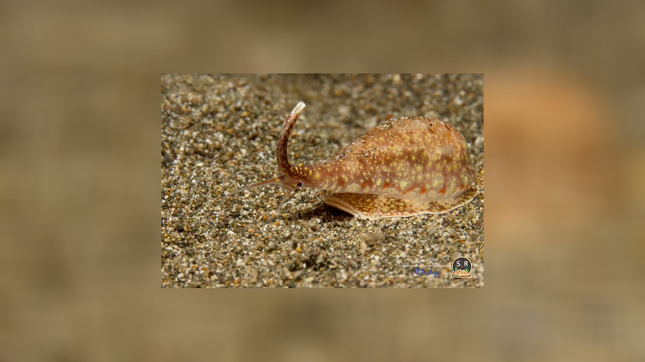 Ficus gracilis Anmutige Feigenschnecke