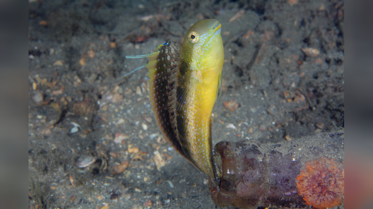 Petroscirtes lupus Brown Sabertooth Blenny, Brown Sabre-tooth, Southern ...