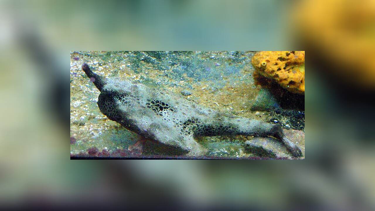 Ogcocephalus vespertilio Seefledermaus