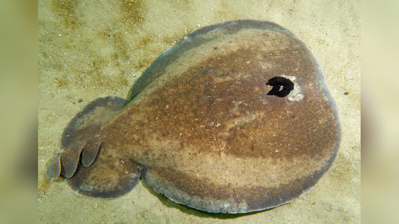 Hypnos monopterygius Australian Numbfish, Coffin Ray, Crampfish, Cramp ...