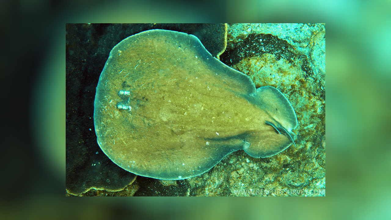 Hypnos monopterygius Australian Numbfish, Coffin Ray, Crampfish, Cramp ...