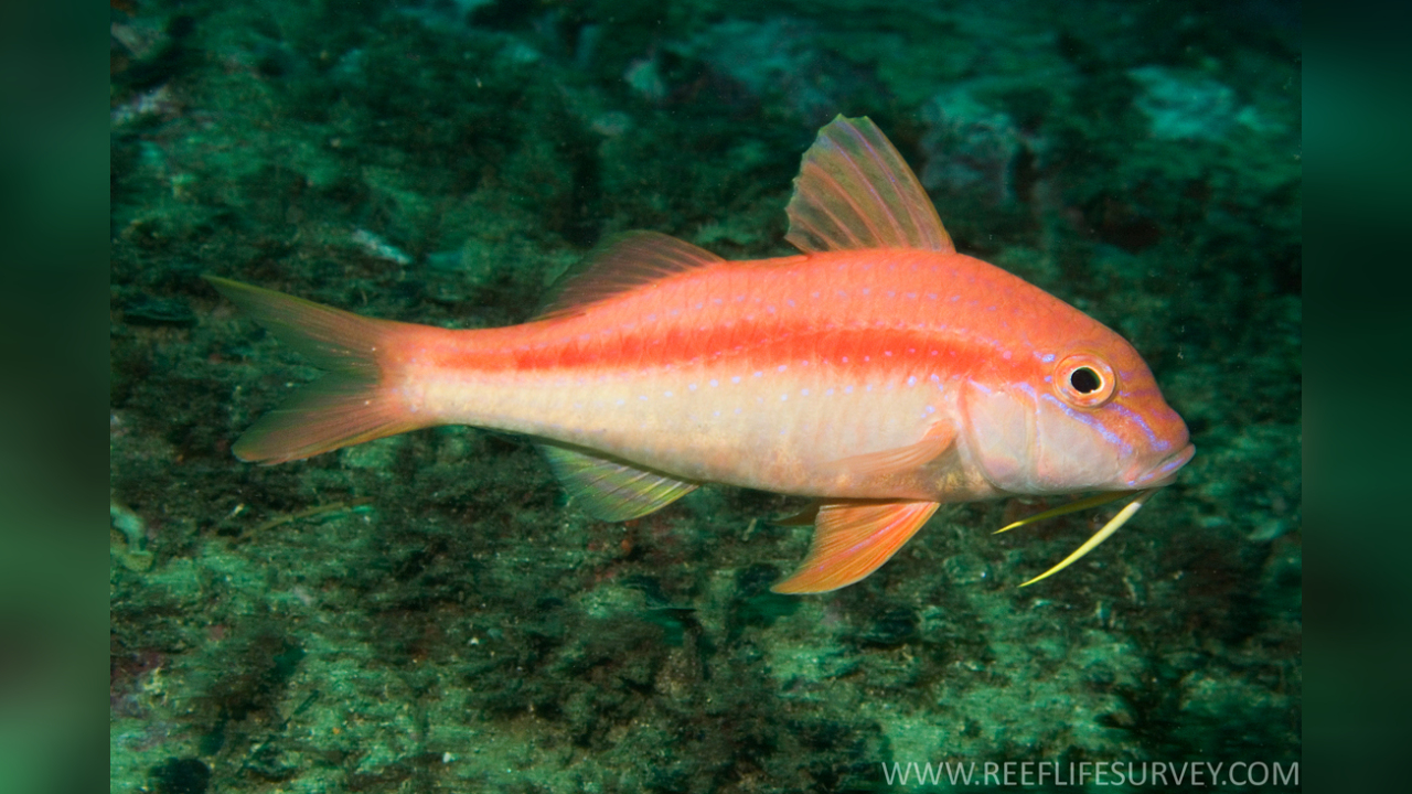 Upeneichthys lineatus Blue-lined Goatfish, Blue-spotted Goat-fish, Blue ...