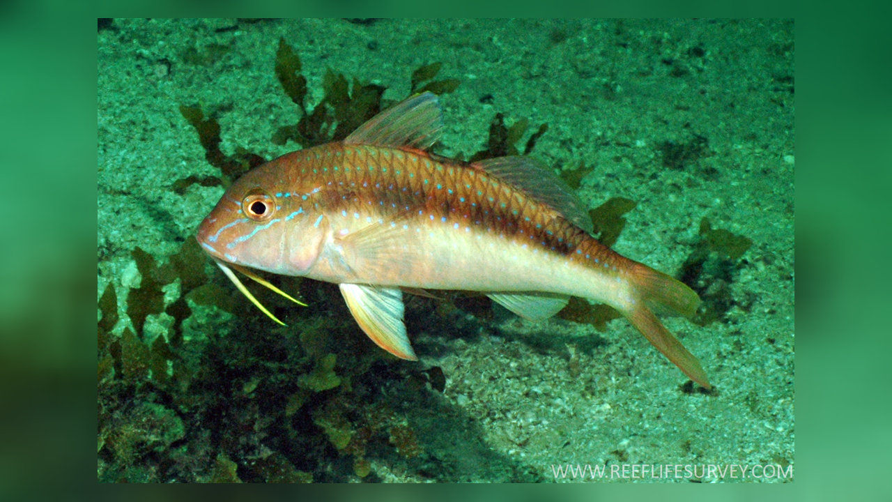 Upeneichthys lineatus Blue-lined Goatfish, Blue-spotted Goat-fish, Blue ...
