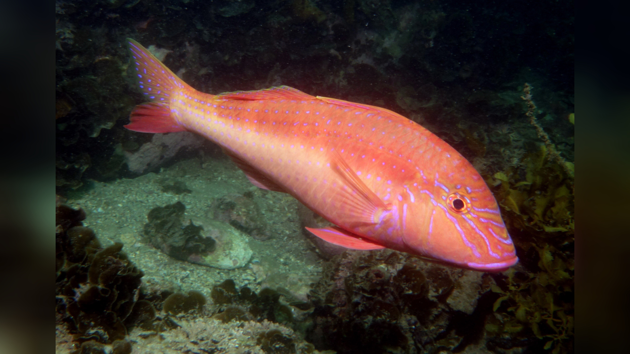 Upeneichthys lineatus Blue-lined Goatfish, Blue-spotted Goat-fish, Blue ...