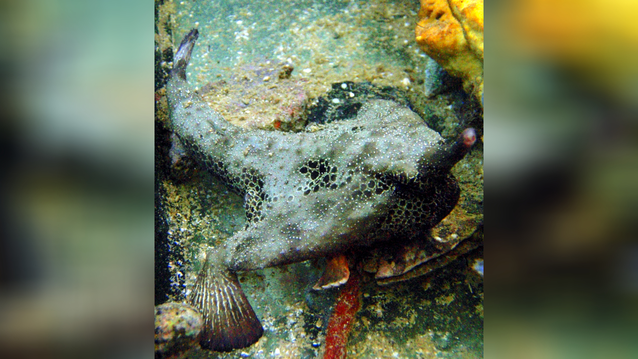 Ogcocephalus vespertilio Seefledermaus