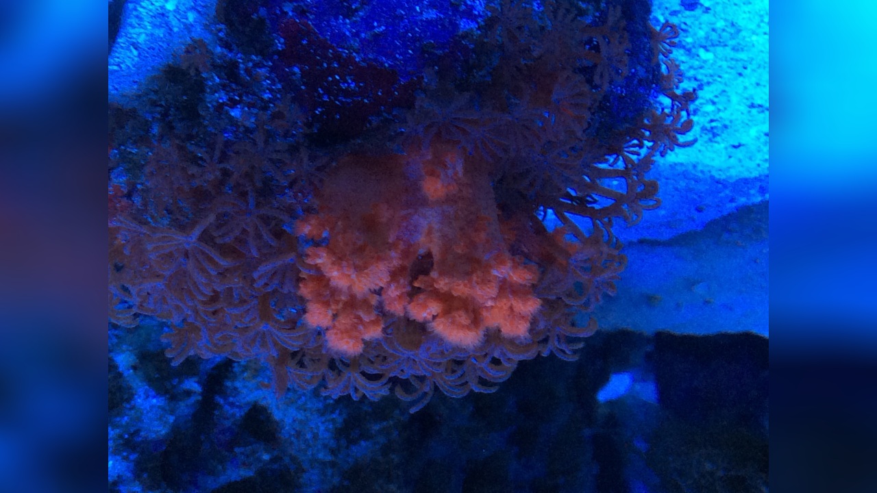 Dendronephthya sp. 02 Soft Coral