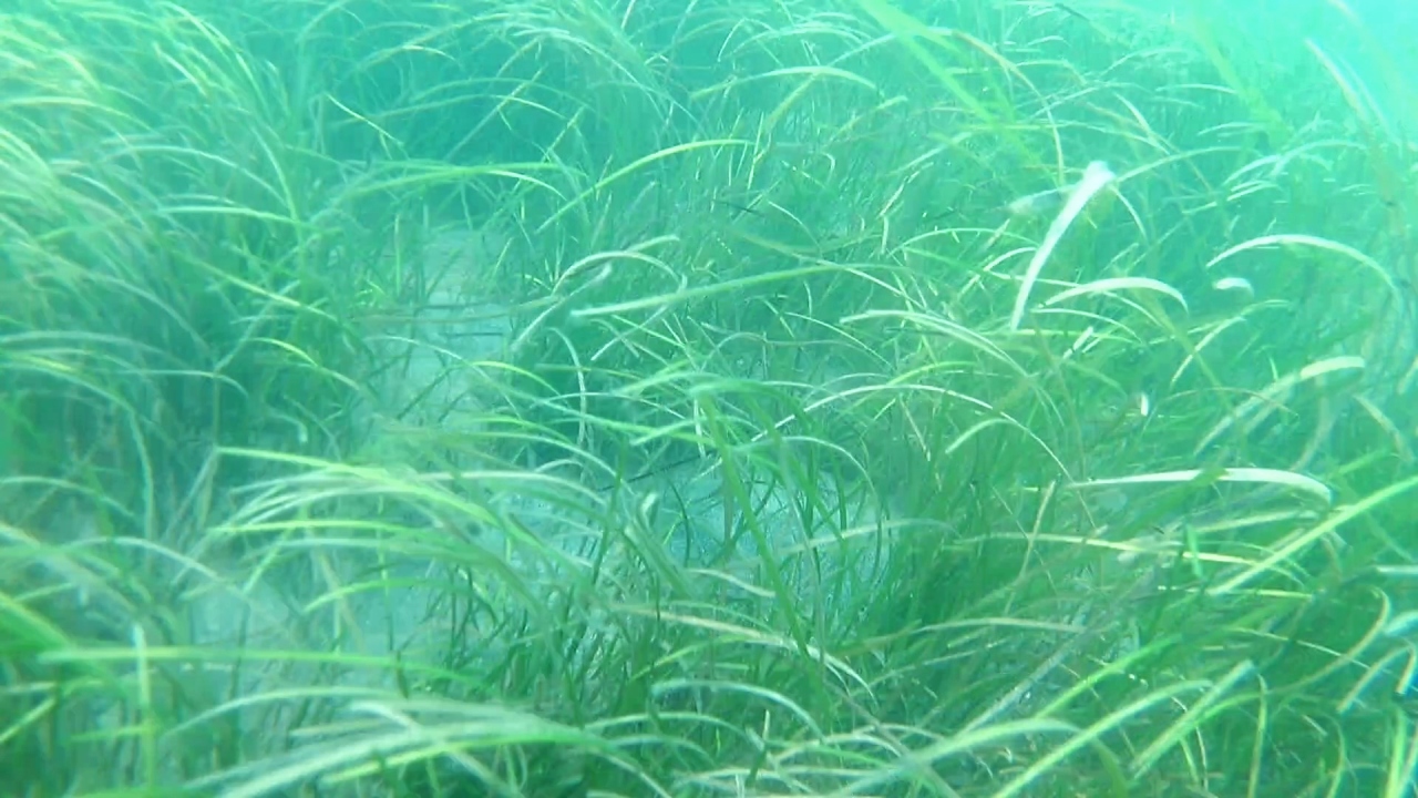 Zostera marina Gemeines Seegras, echtes Seegras