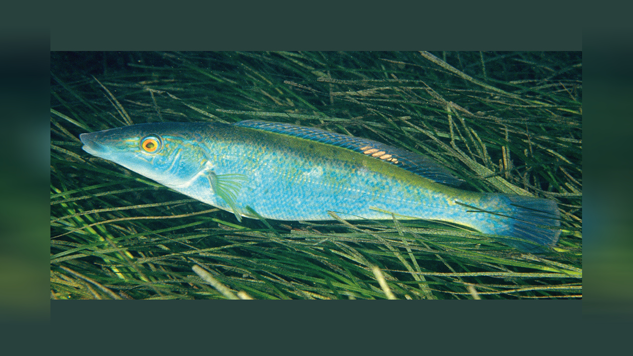 Haletta semifasciata Blue Rock Whiting, Blue Weed Whiting, Blue-arsed ...