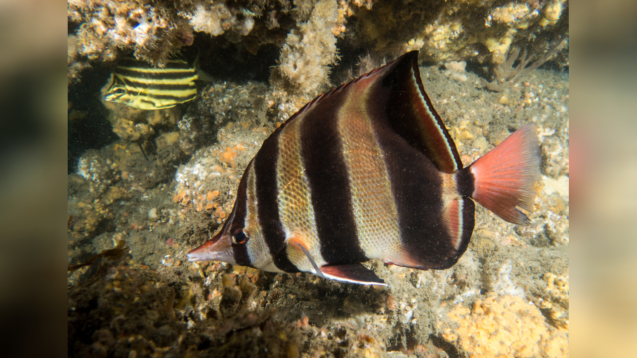 Chelmonops truncatus Coralfish, Eastern Talma, Talma, Truncate ...