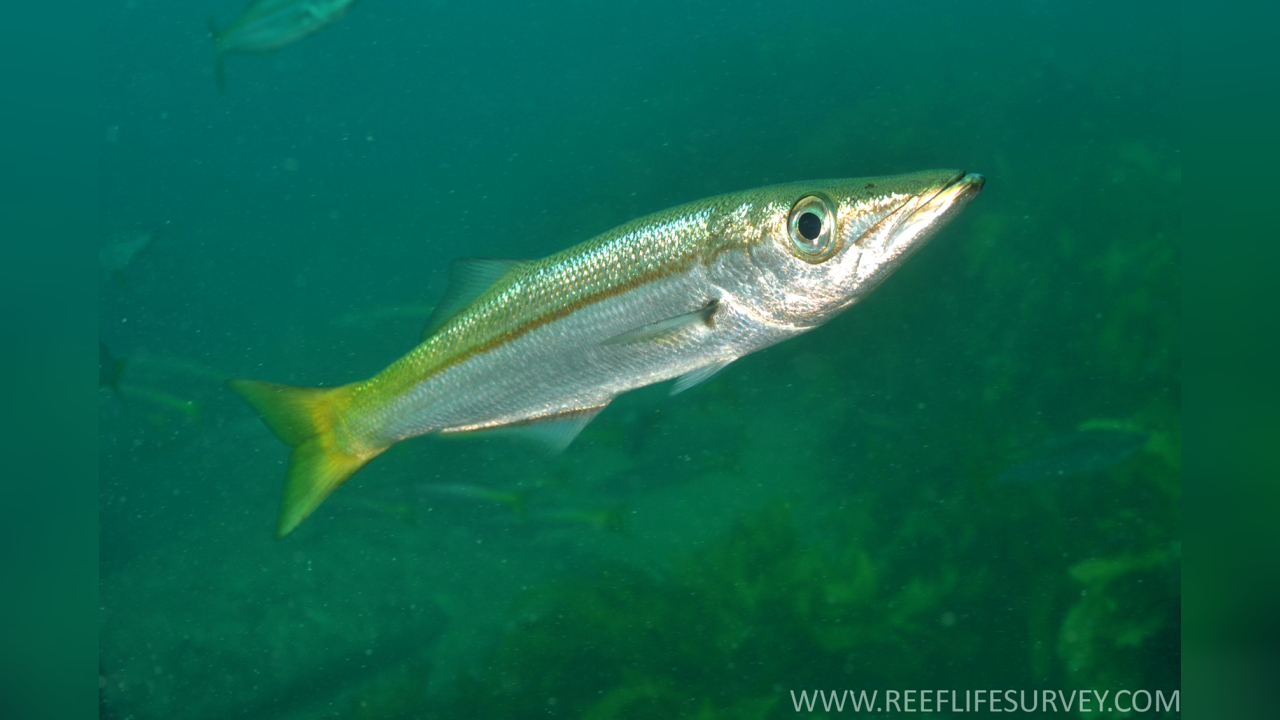 Dinolestes lewini ack Pike, Longfinned Pike, Long-finned Pike, Long ...