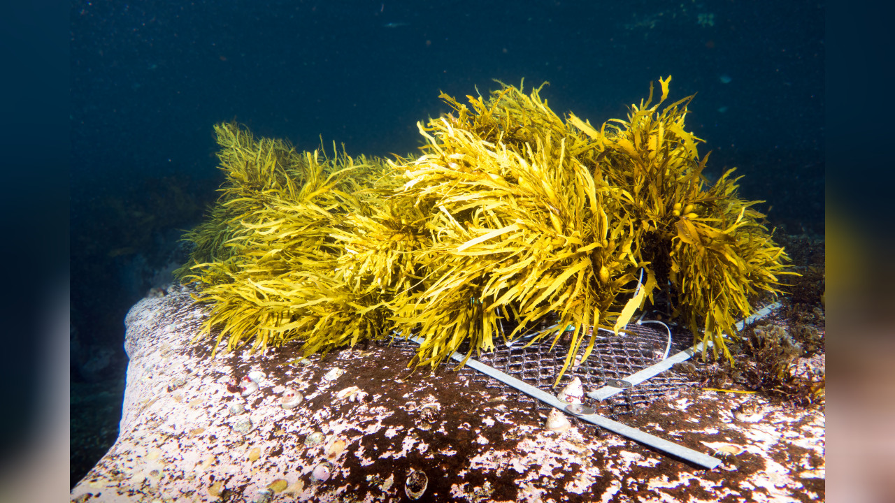 Phyllospora comosa Braunalge, Seegras