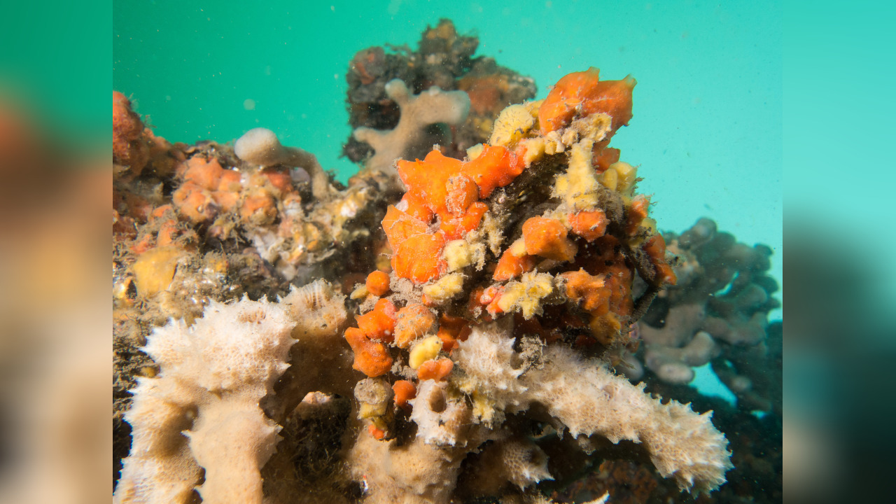 Hyastenus elatus Sponge Decorator Crab, Rhinoceros crab