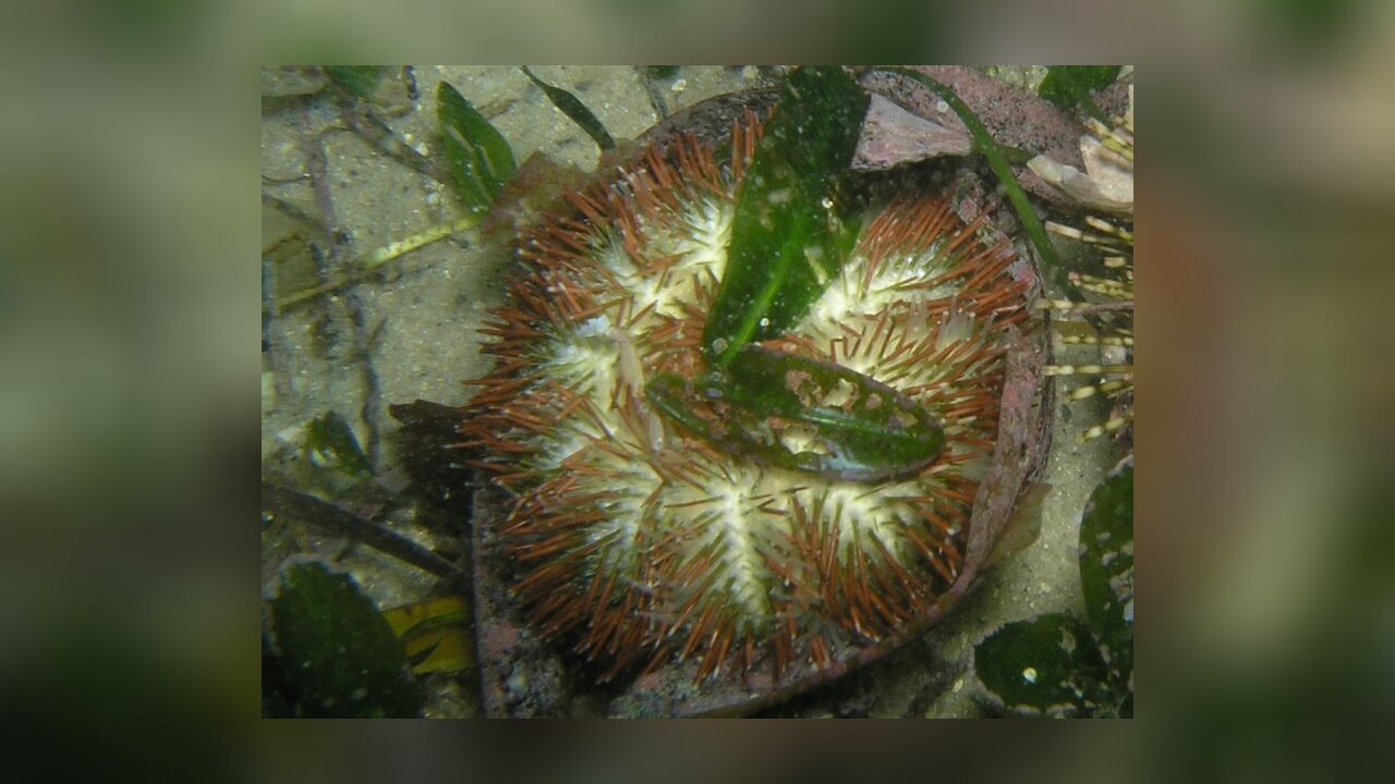 Temnopleurus alexandri Seeigel