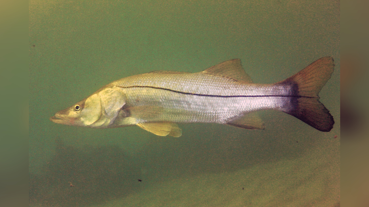 Centropomus undecimalis Snook