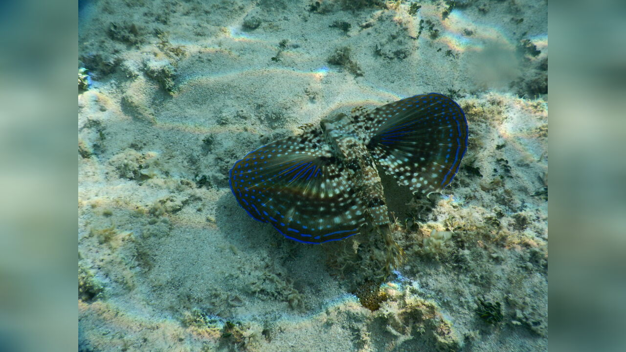 Dactyloptena gilberti Flughahn