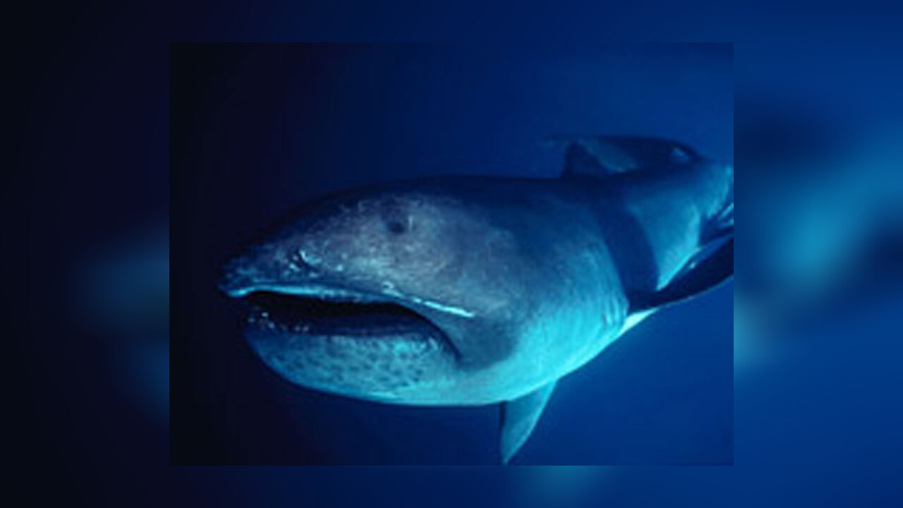 Megachasma pelagios Megamouth Shark
