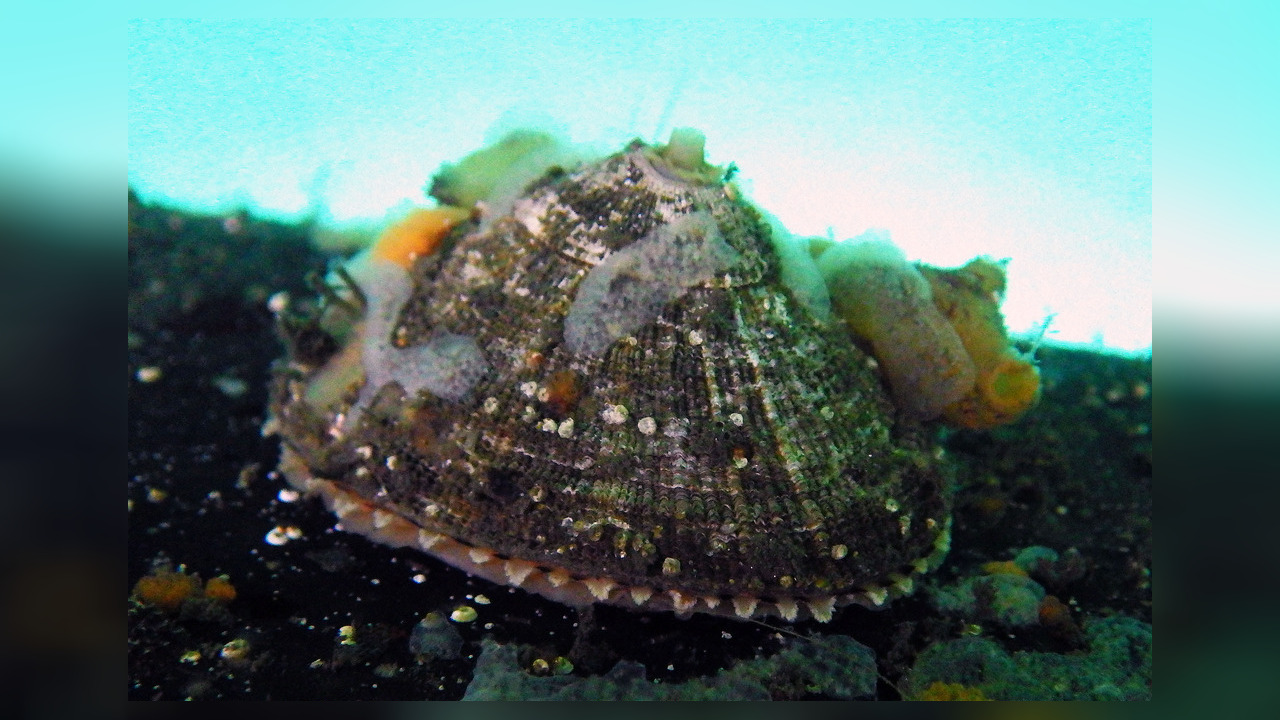 Diodora aspera Rough keyhole limpet