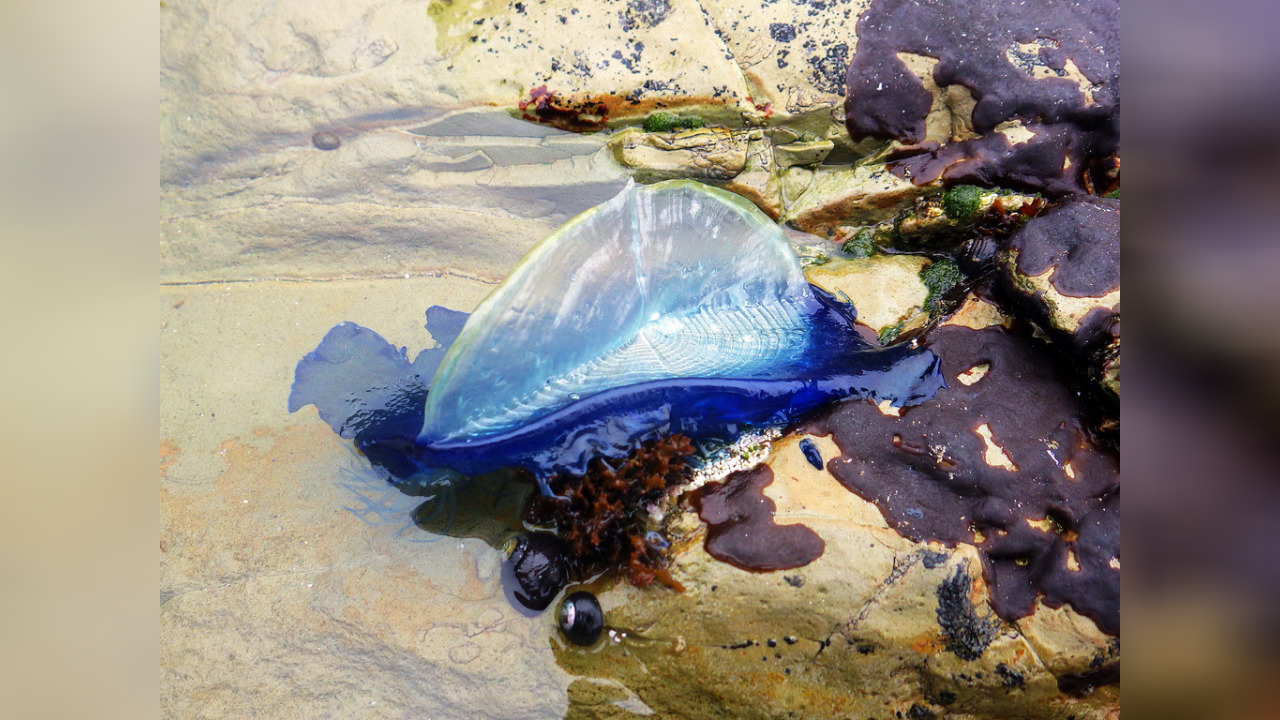Velella velella Segelqualle