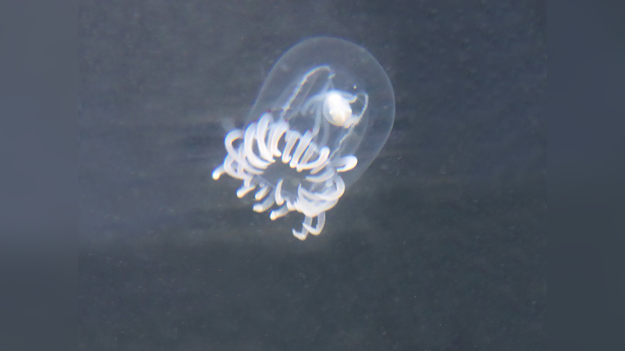 Polyorchis penicillatus Rotaugen-Qualle