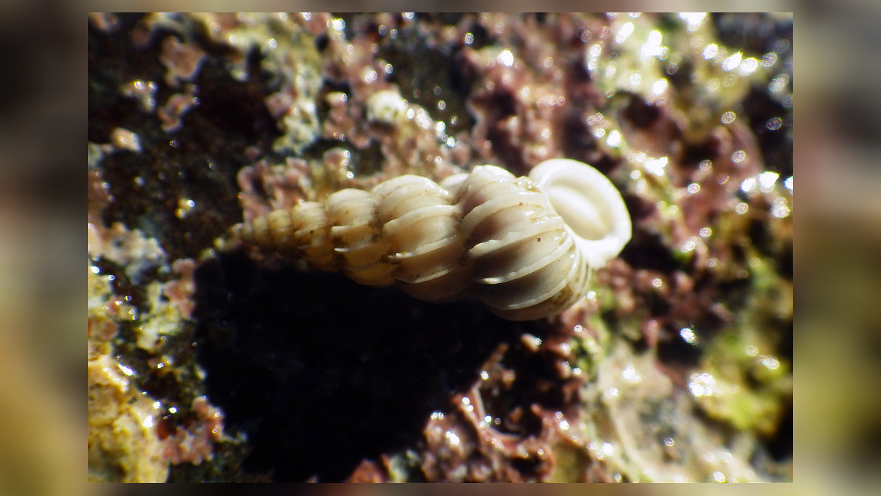 Epitonium tinctum Tinted Wentletrap