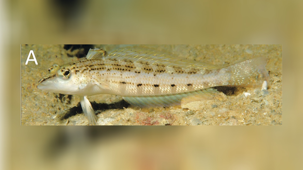 Parapercis lineopunctata Nosestripe Sandperch, Dotlined Grubfish