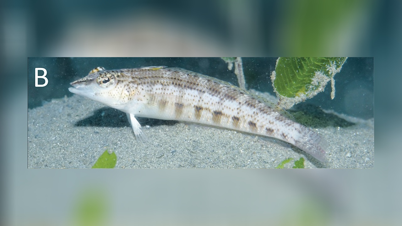 Parapercis lineopunctata Nosestripe Sandperch, Dotlined Grubfish