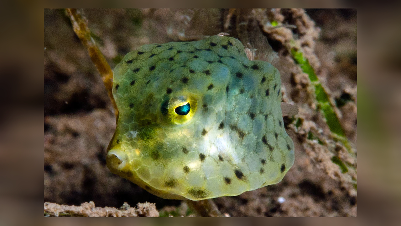 Lactoria diaphana Diaphanous Box-fish, Diaphanous Cowfish, Round-belly ...