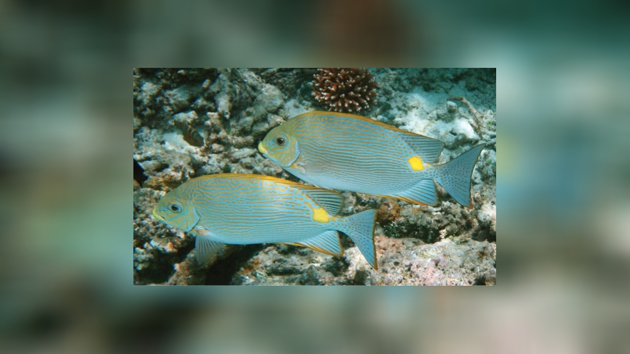 Siganus insomnis Bronze-lined rabbitfish