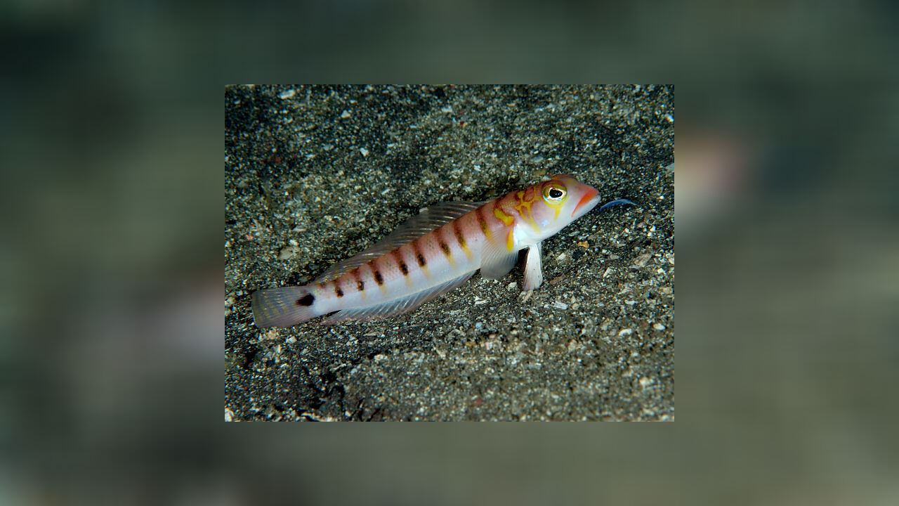 Parapercis multifasciata Gold-birdled sandsmelt, Bicolorbarred weever