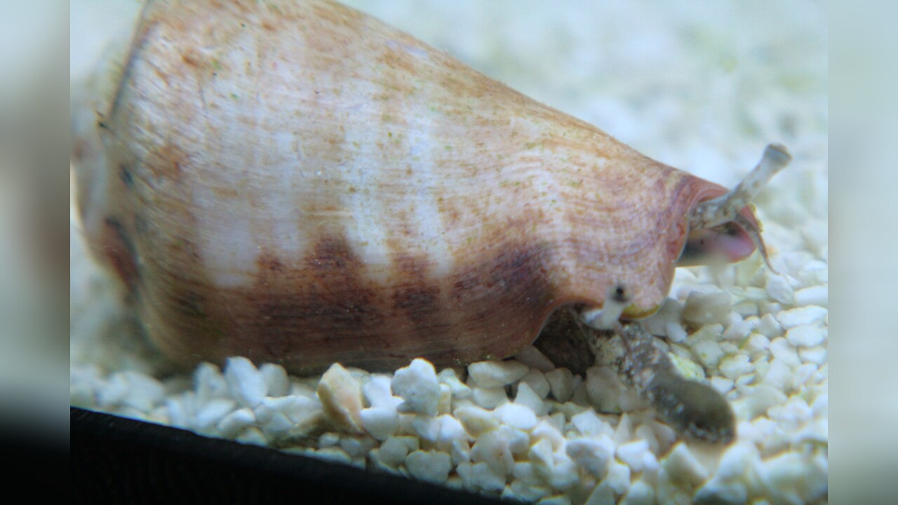 Conomurex luhuanus Fechterschnecke, Blutmund-Schnecke