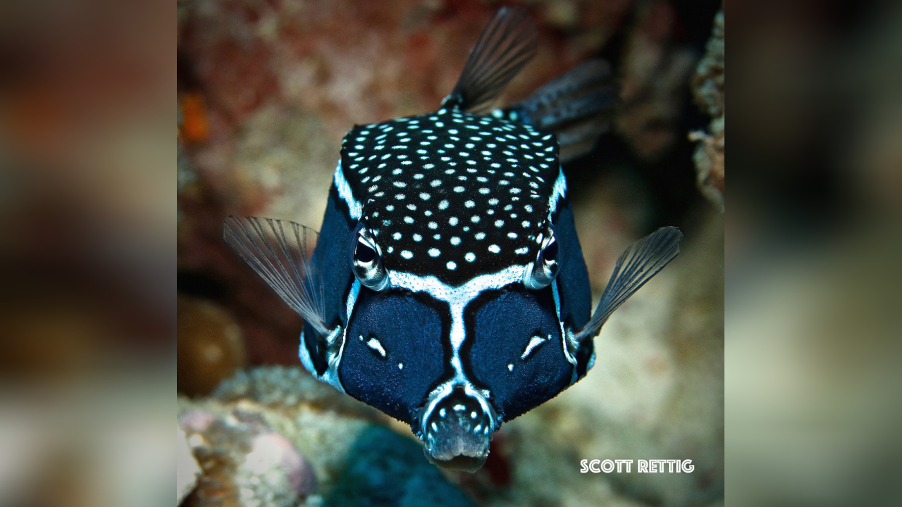 Ostracion whitleyi Kofferfisch