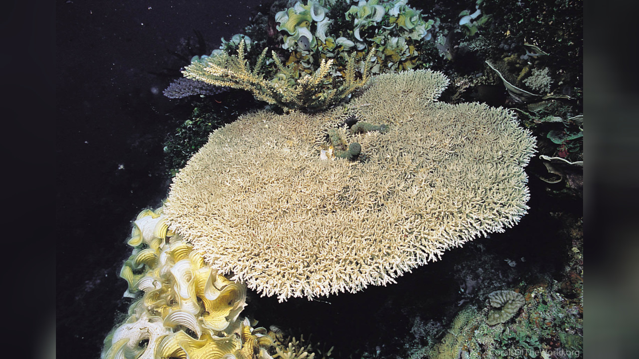 Acropora jacquelineae Acropora jacquelineae