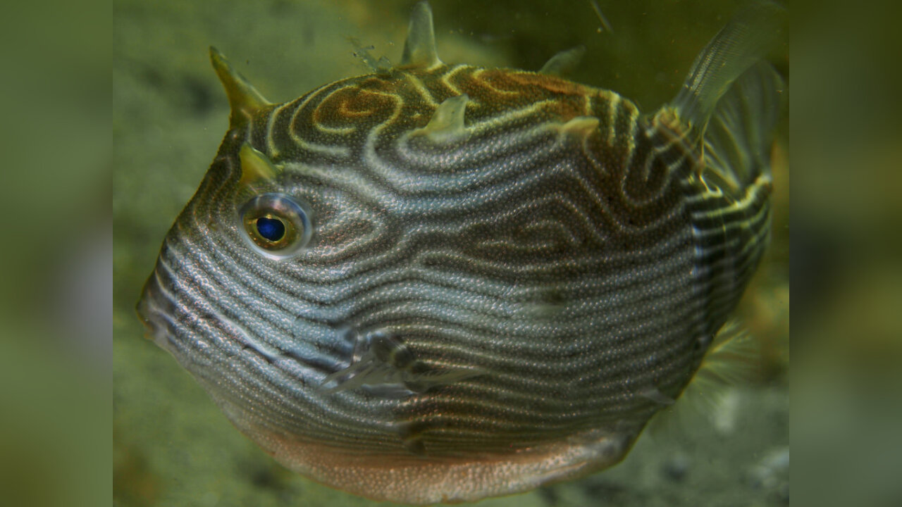 Aracana ornata Ornate Cowfish, Ornate Boxfish