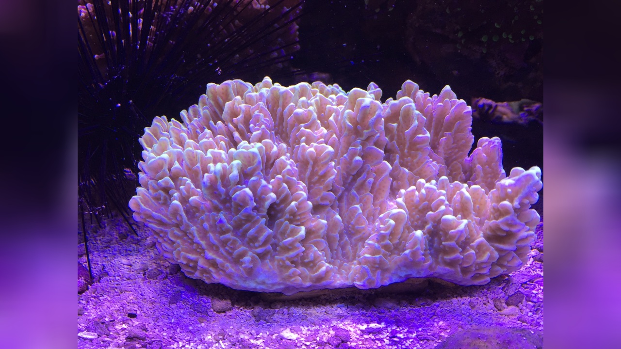 Montipora verrucosa Rice coral