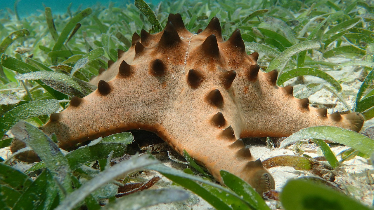 Protoreaster nodosus Knotiger Walzen-Seestern