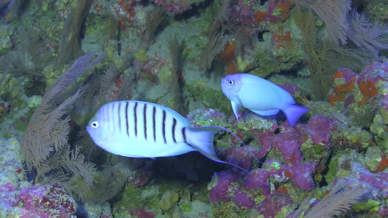 Genicanthus spinus Pitcairn angelfish