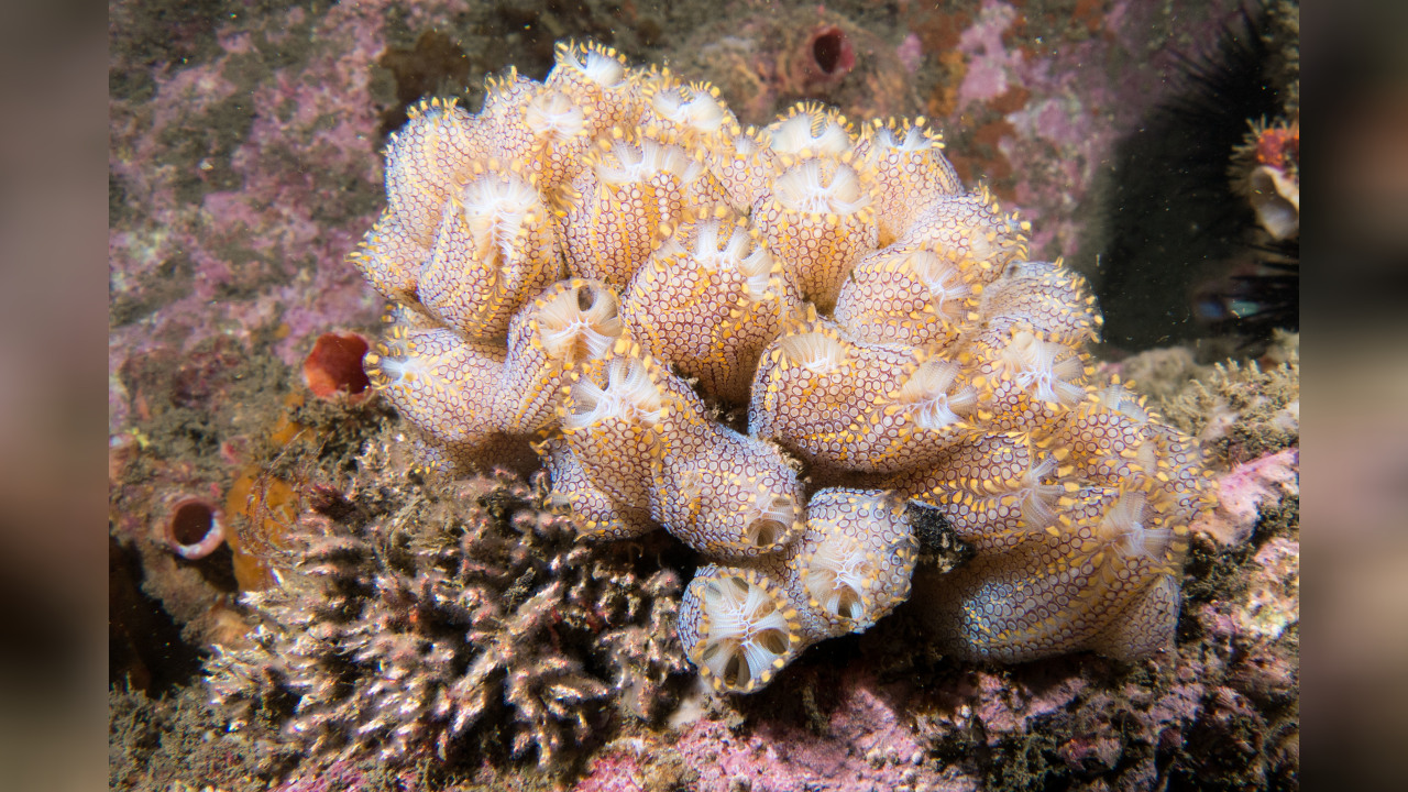 Botrylloides magnicoecum Magnificent ascidian