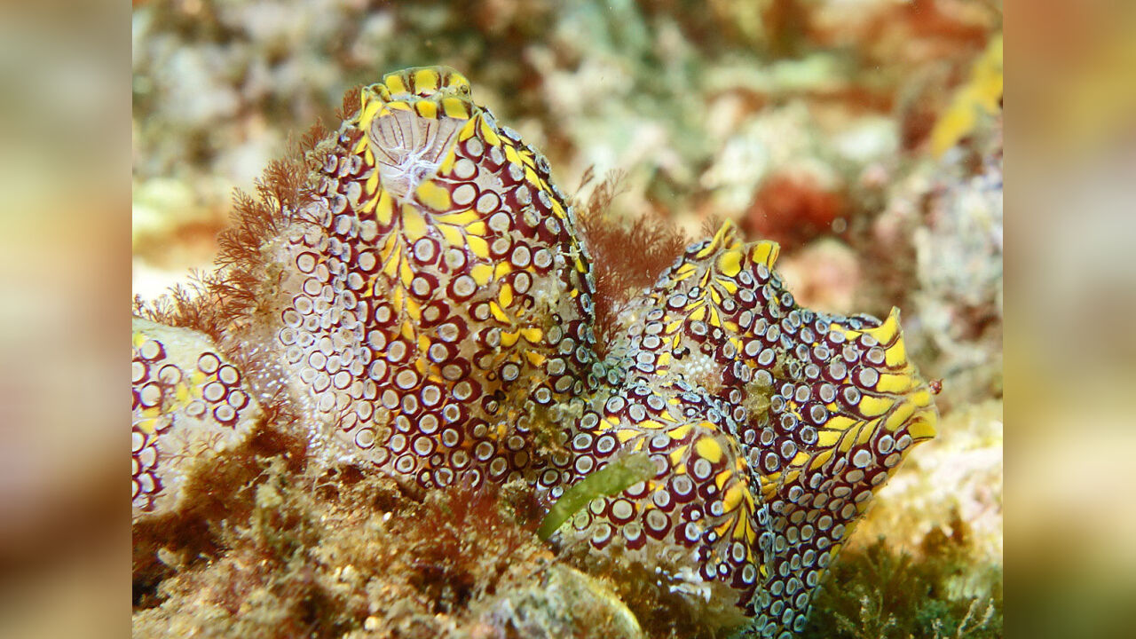Botrylloides magnicoecum Magnificent ascidian