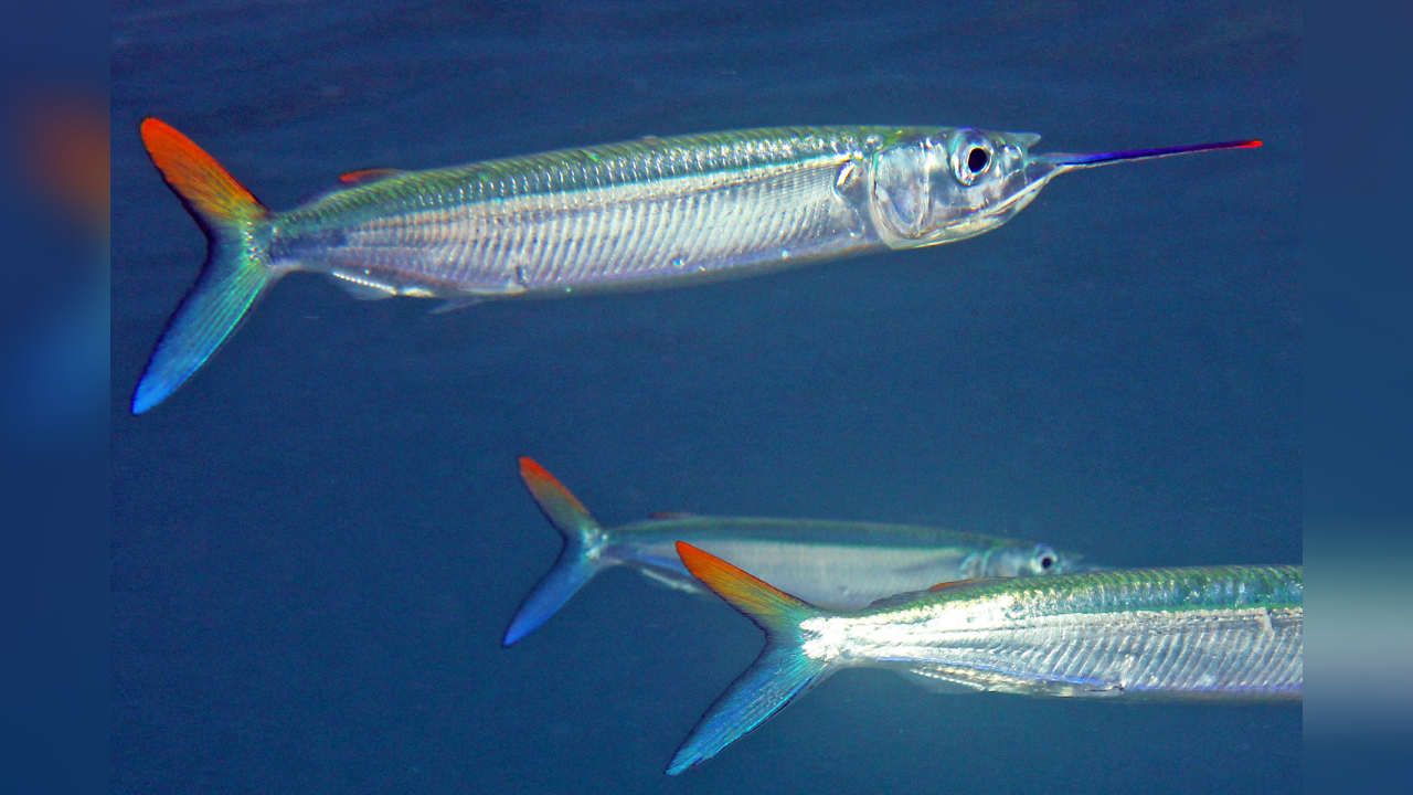 Hemiramphus brasiliensis Ballyhoo, Ballyhoo Halfbeak, Yellowtail Ballyhoo