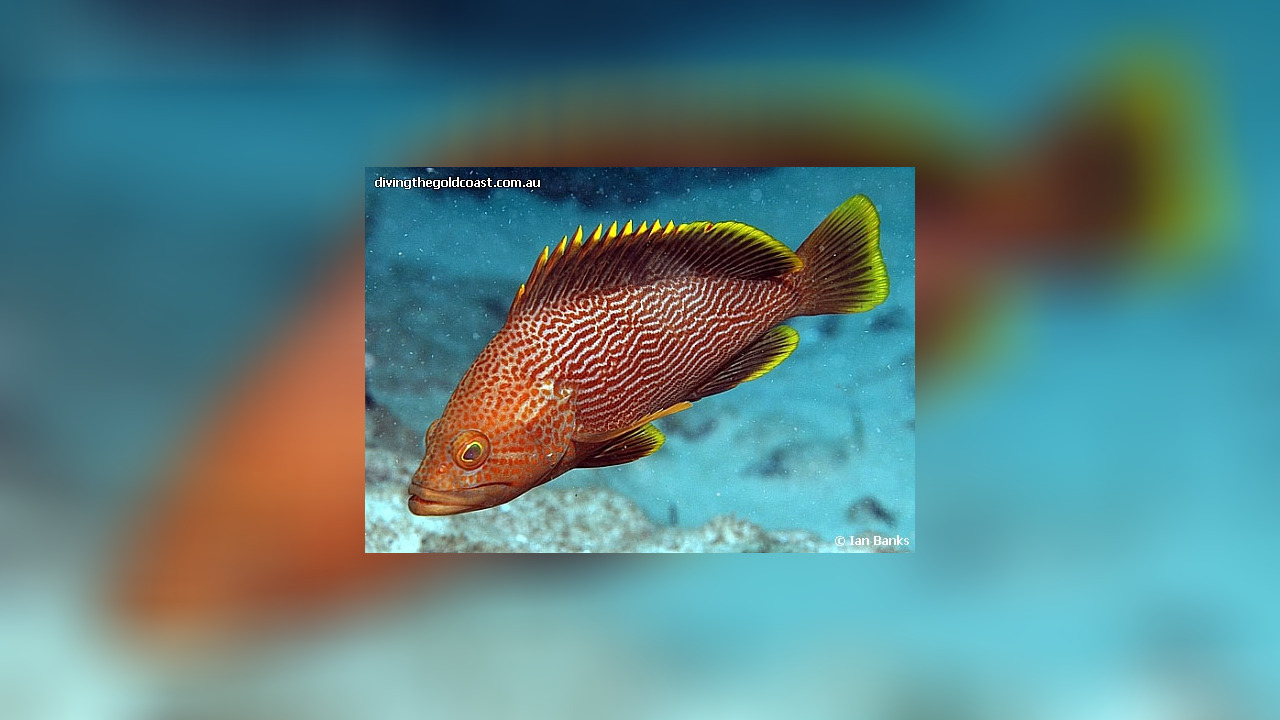 Epinephelus undulatostriatus Maori Cod, Maori Groper, Maori Grouper ...