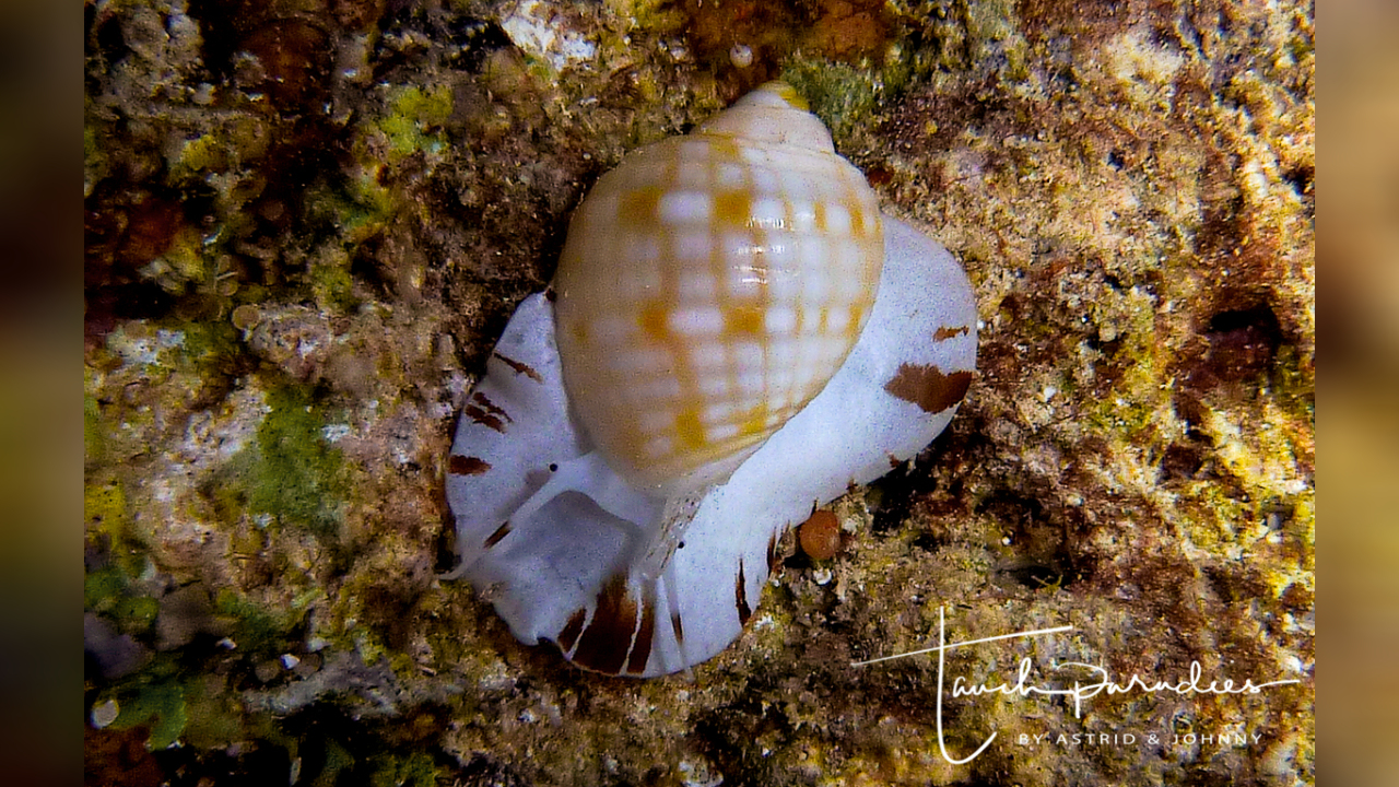 Malea pomum Brown Striped Snail