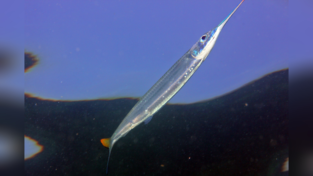 Hemiramphus brasiliensis Ballyhoo, Ballyhoo Halfbeak, Yellowtail Ballyhoo